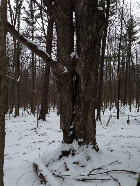 Inosculation Springwater Trails