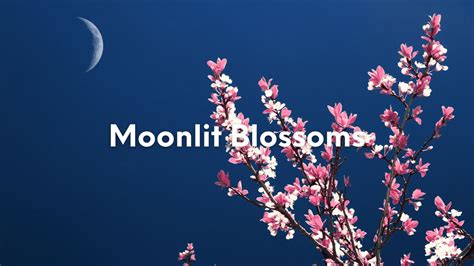 Moonlit Blossoms Lofi Beats For Tranquil Nights Youtube