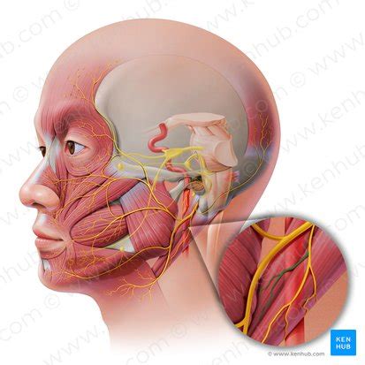 Nervo facial Trajeto ramos e funções Kenhub