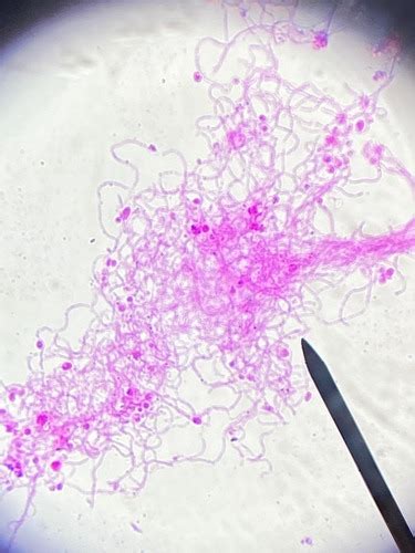 Micro Lab Week Micro Lab Week Micro Lab Week Flashcards Quizlet