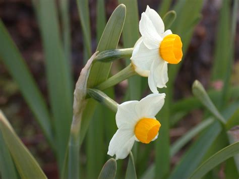 水仙1スイセンの写真と壁紙草花写真素材写真壁紙集樹木の四季別館7