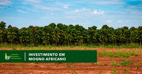 Investimento em Mogno Africano x Outras espécies