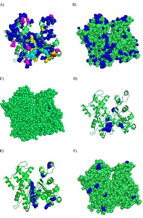 Mutations And Polymorphisms Of The Skeletal Muscle Alpha Actin Gene