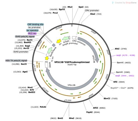 Addgene Vps13b Gfp
