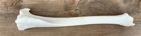 Authentic Montana Deer Tibia Bone Etsy