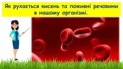 Як рухається кисень та поживні речовини в нашому організмі Пізнаємо