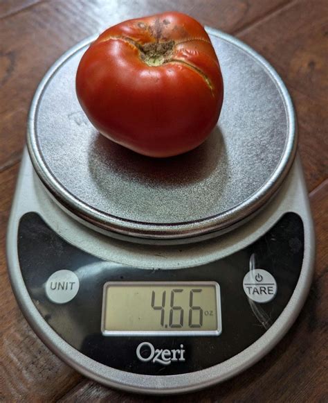 Organic Dwarf Gimlis Red Beard Tomato Seeds Etsy