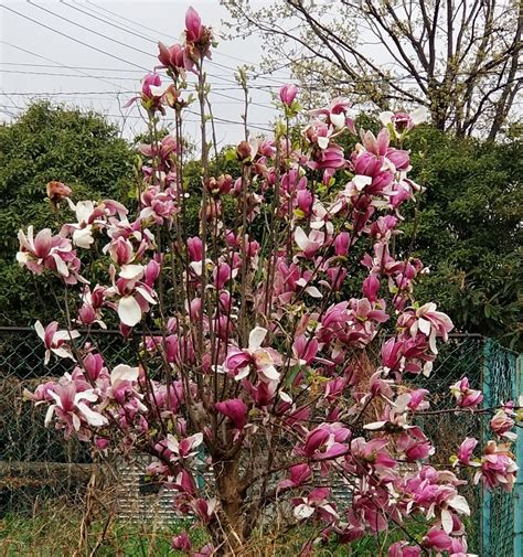 木蓮 山梨県甲府市 話し方教室 スピーチ・スピーチ のおしゃべりブログ
