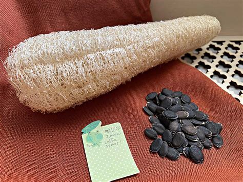How Long For Luffa To Germinate Storables