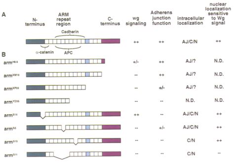 Structure Of ~ Catenin And Its Relationship To Binding Of Distinct