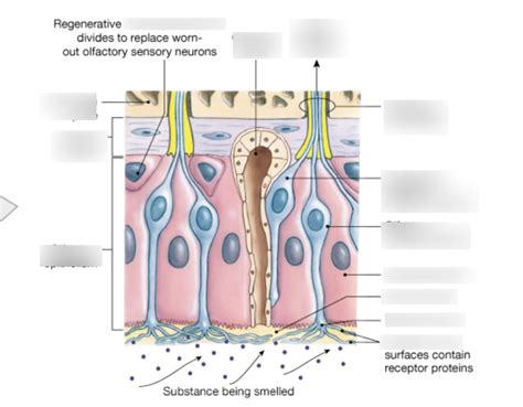 Anatomy Exam 5 Olfactory Epithelium Diagram Quizlet