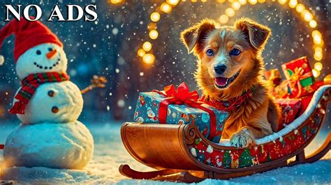 강아지와 강아지를 위한 마법의 크리스마스 음악 🎄🐶🎄 강아지를 차분하고 편안하게 하세요 ♥ 강아지를 위한 자장가 강아지 음악 Youtube