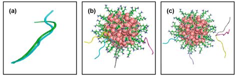 Molecular Dynamics Simulations Of A Catalytic Multivalent Peptidenanoparticle Complex