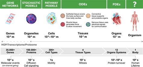 量子運算能夠開啟對老化的新認識深刻改變生物研究 Wongcw 網誌