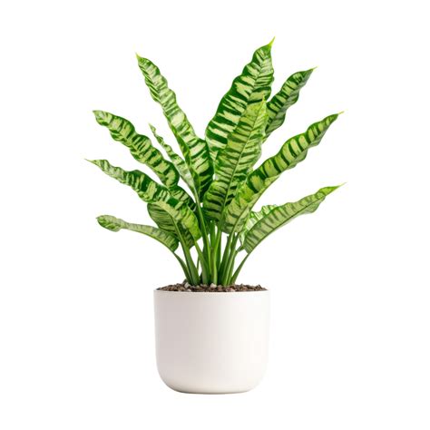 Indoor Plant Care Tips For A Healthy Green Space 58088317 Png