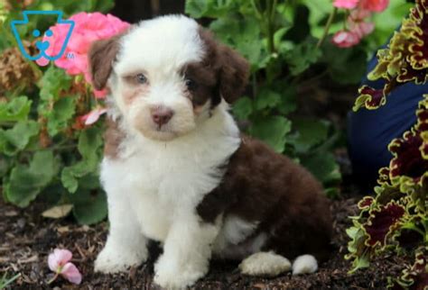 Benji | Mini Aussiedoodle Puppy For Sale | Keystone Puppies