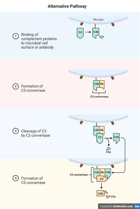 Difference Between Classical Alternative And Lectin Pathway Biology Notes Online