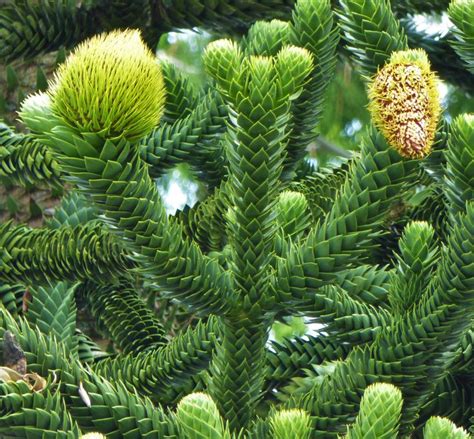 Hermaphrodite Monkey Puzzle Tree Araucaria Araucana Edible Nuts