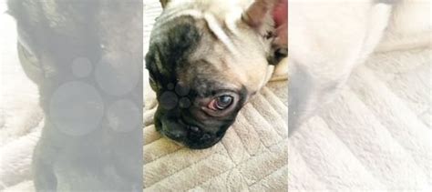 Щенки купить в Тольятти Животные и зоотовары Авито