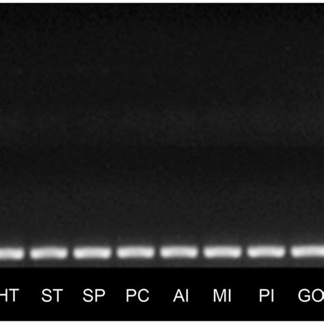 Tissue Distribution Of Growth Hormone Mrna In Juvenile Cobia