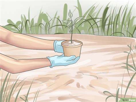 3 Formas De Sembrar Wikihow