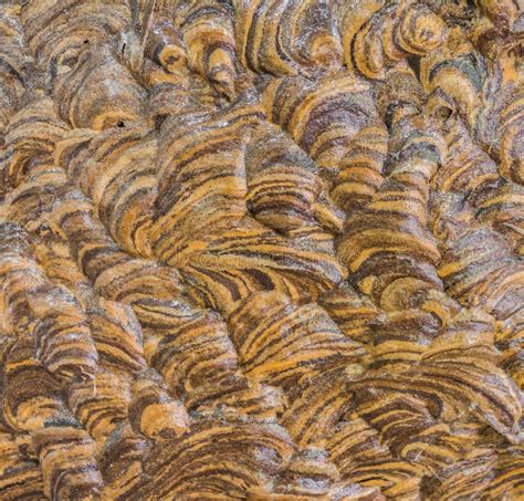 Wasp Nest Texture Stock Image Image Of Hornet Entrance 55282327