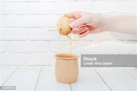 여성 손에 긴 뿌리를 가진 발아 아보카도 씨앗 새로운 생활 개념 식물 관리 원예 가정 생활에 대한 스톡 사진 및 기타 이미지