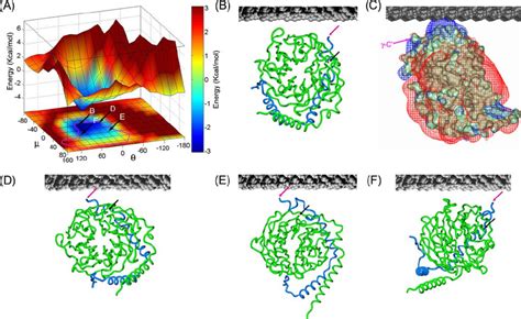Interactions Of G 1 1 With The Membrane A Global Orientation