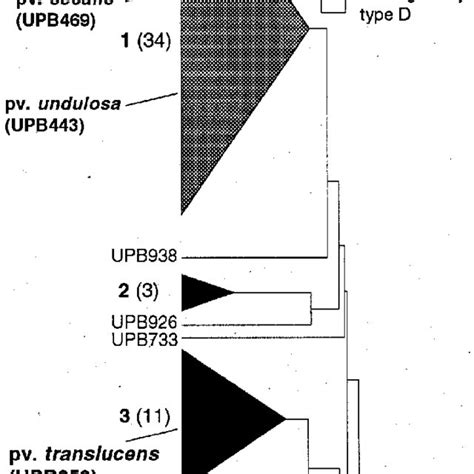 Simplified Dendrogram Obtained By Average Linkage Cluster Analysis Of