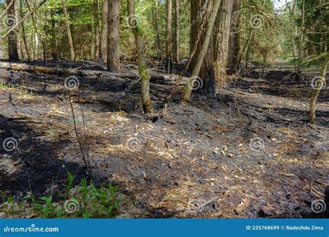 The Forest After The Fire Burnt Forest Ashes And Blackened Trees