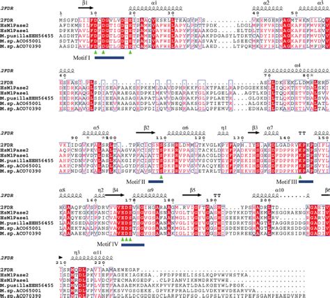 Structure Based Sequence Alignment Of The Crystallized Had Like Protein