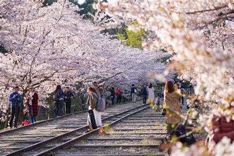 【2020年】関西のおすすめ桜の名所19選｜春ならではの華やかな絶景にぜひ！｜ryotabi Lab 名所 絶景 観光旅行