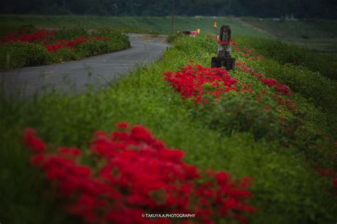 岐阜県の絶景 津谷川堤防の彼岸花を一眼で撮影ー3kmもの川沿いを彩る10万本の彼岸花 一眼絶景 ICHIGAN ZEKKEI