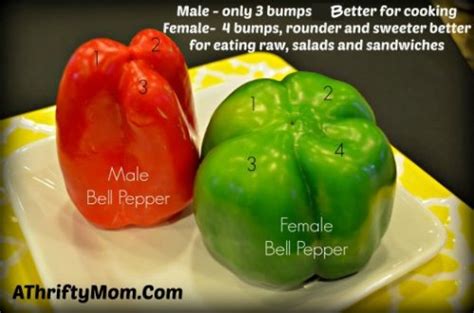 How To Tell A Male Bell Pepper From A Female Bell Pepper ~ Garden Tips