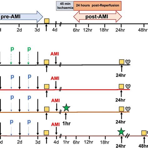Protocols And Left Ventricular Functional Analysis Of Anaemic Mice Download Scientific Diagram