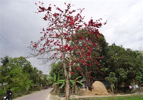 Tree Of Simul Red Peppercorn Tree Peppercorn
