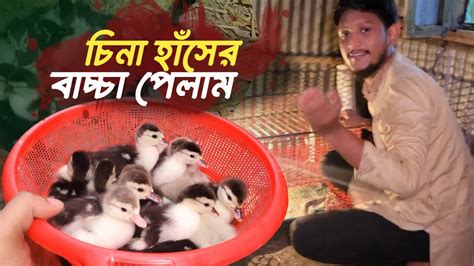 অবশেষে আমাদের খামারে অনেক গুলো চিনা হাঁসের বাচ্চা পেলাম Sojib Brother