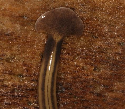 Invasive Hammerhead Worm Could Make Its Way To Austin After All That