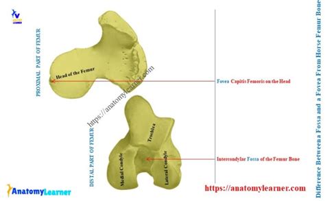 What Is The Difference Between A Fossa And A Fovea Anatomylearner