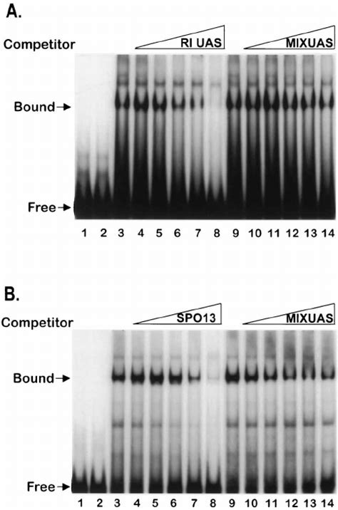 Electrophoretic Mobility Shift Assays Demonstrating The Affinity And