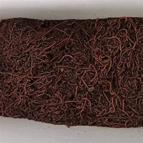 Composting Live Earthworms Application Agriculture At Best Price In