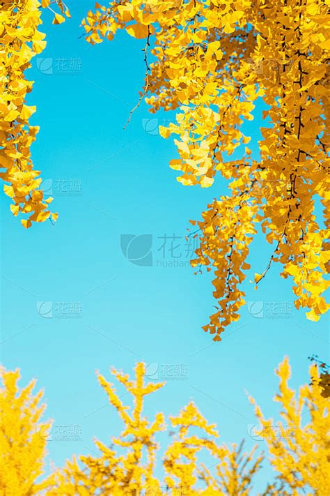秋黄的银杏树伴着蔚蓝的天空