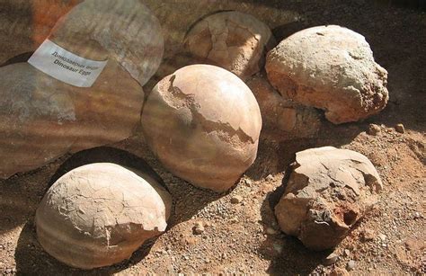 7 Fossilised Dinosaur Eggs Found In Mp