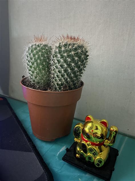 Just Realized I Got Spike And Golden Neko Bea Irl R Brawlstars