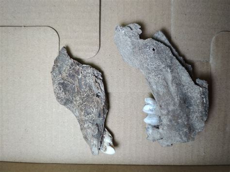 Pleistocene Fossils Fossil Id The Fossil Forum