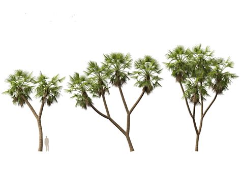 Artstation Hyphaene Thebaica Doum Palm Resources