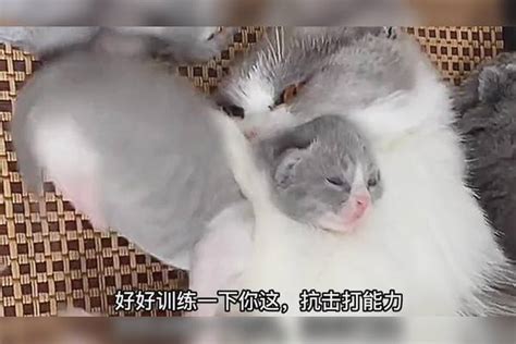 狗：说个事儿你们可能不信，我家别墅长腿跑了！