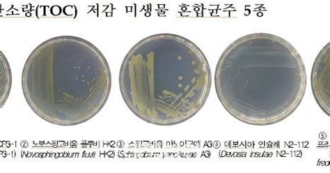 낙동강생물자원관 Toc 저감 미생물 혼합 균주 상용화 박차