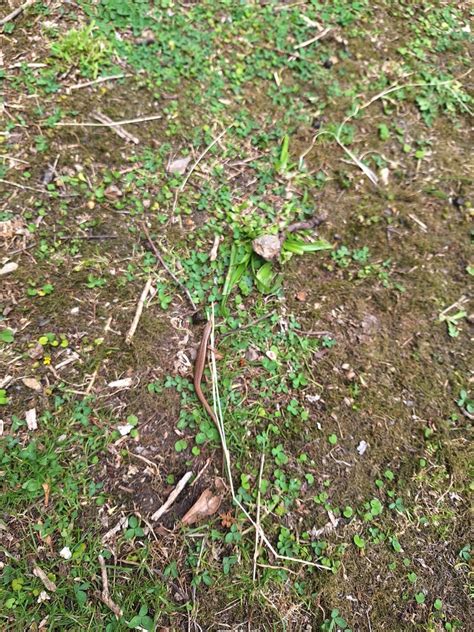 New Zealand Grass Skink From Northland Wellington 6012 New Zealand On