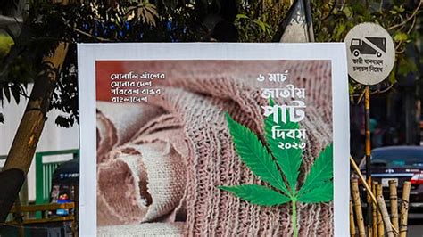সেই পাতা গাঁজা গাছের নয় দাবি মন্ত্রণালয়ের